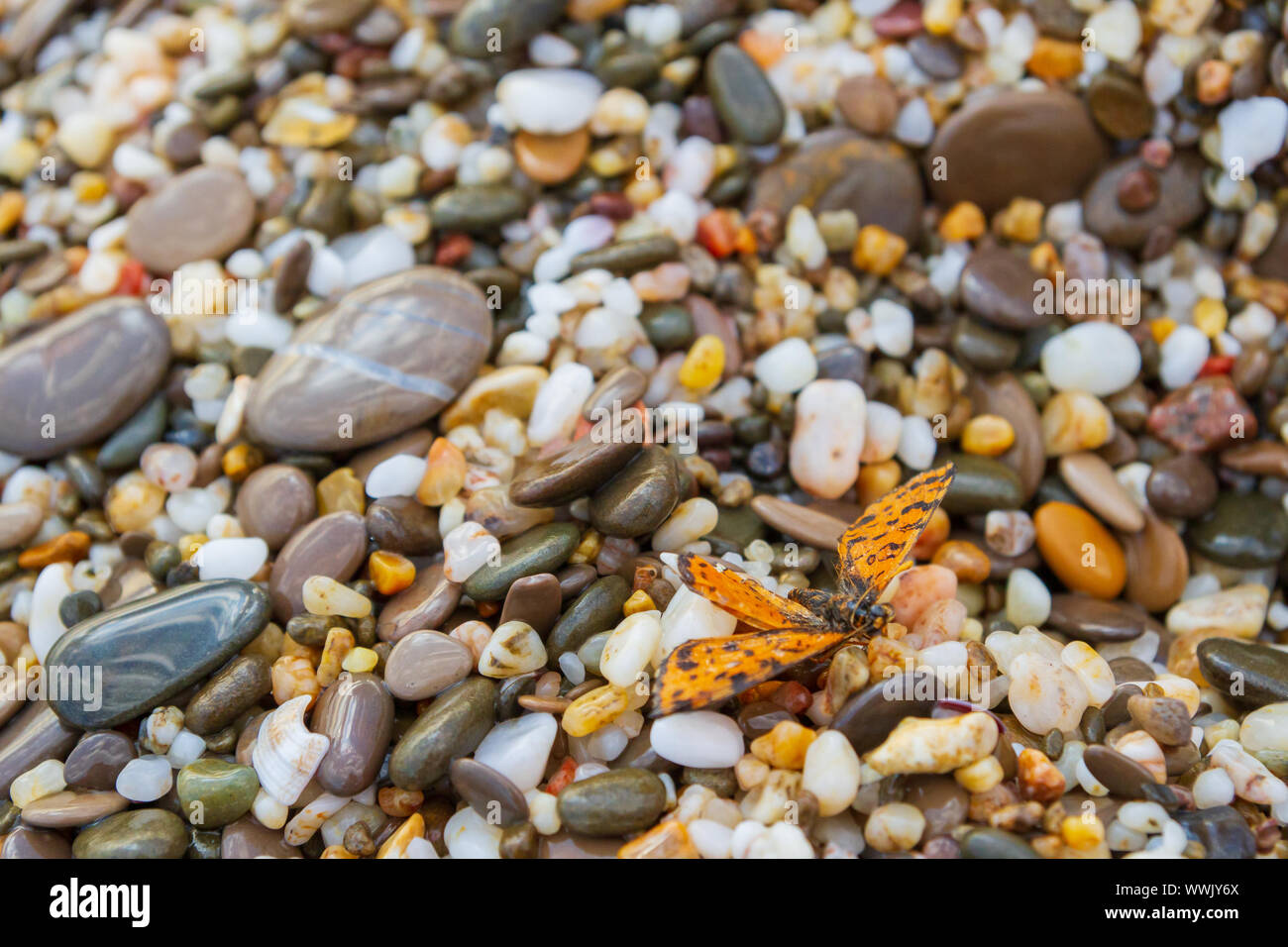 Pebbles near the sea hi-res stock photography and images - Alamy