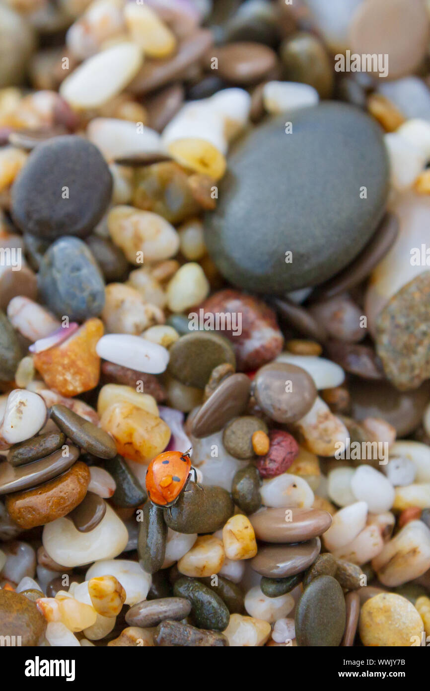 Insect sitting on the beach pebbles near the sea Stock Photo - Alamy