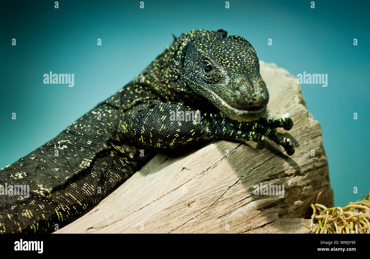 Varanus salvadorii sits on a tree Stock Photo - Alamy