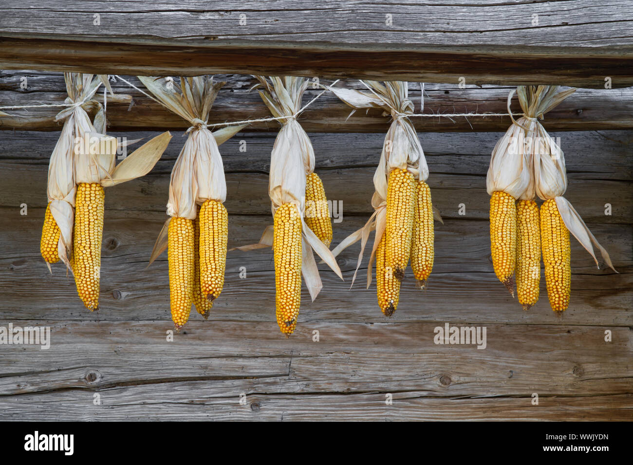 Corn on the cob suspended for drying Stock Photo - Alamy