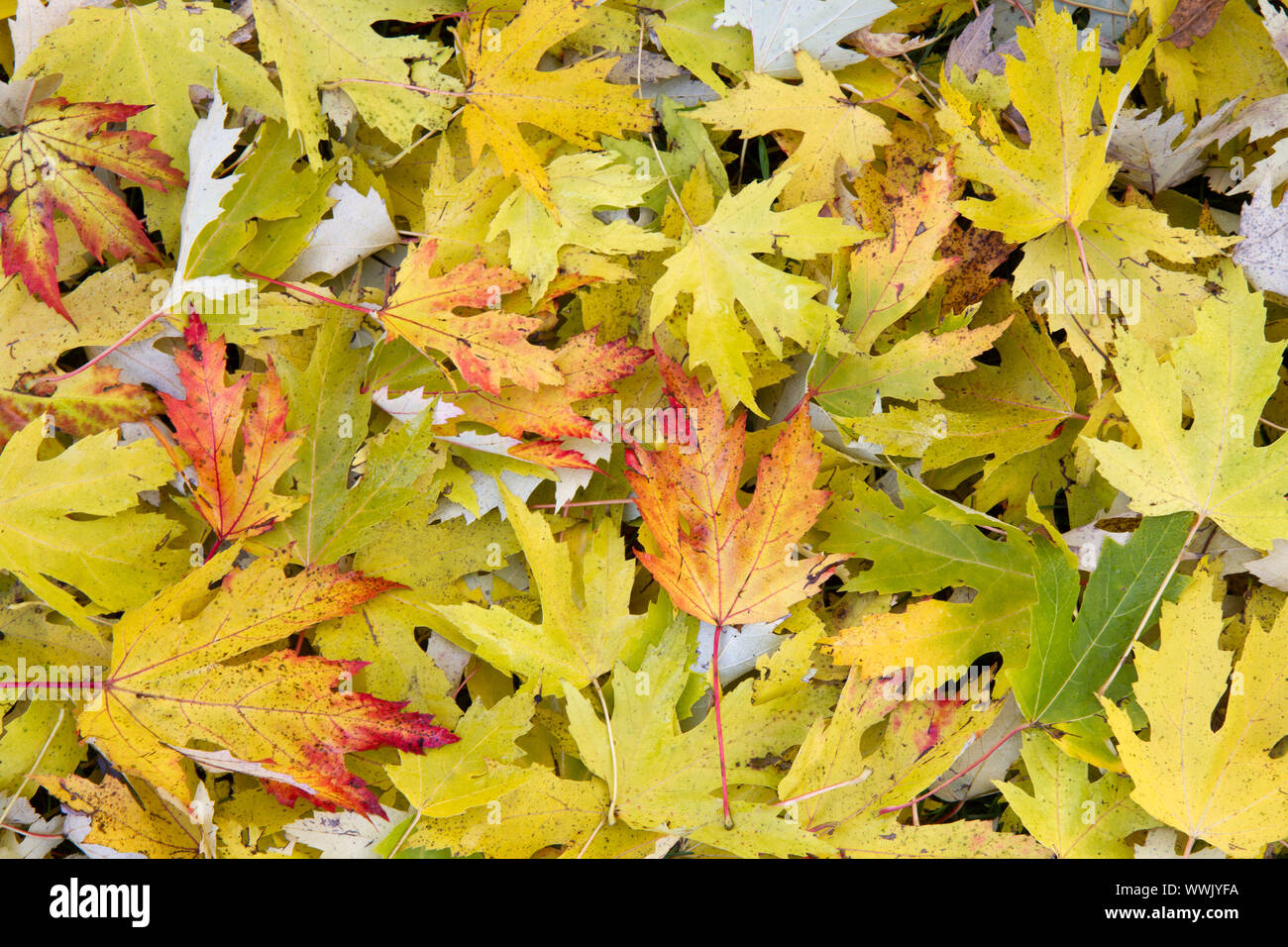 Tree format filling hi-res stock photography and images - Alamy