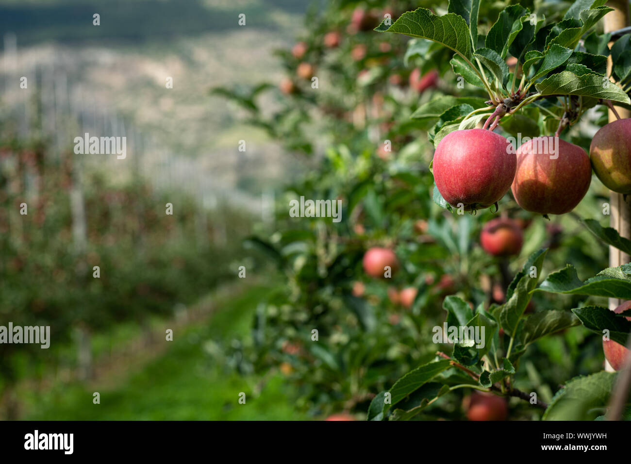 Red apples in an apple plantation in South Tyrol (Laas, Italy Stock ...