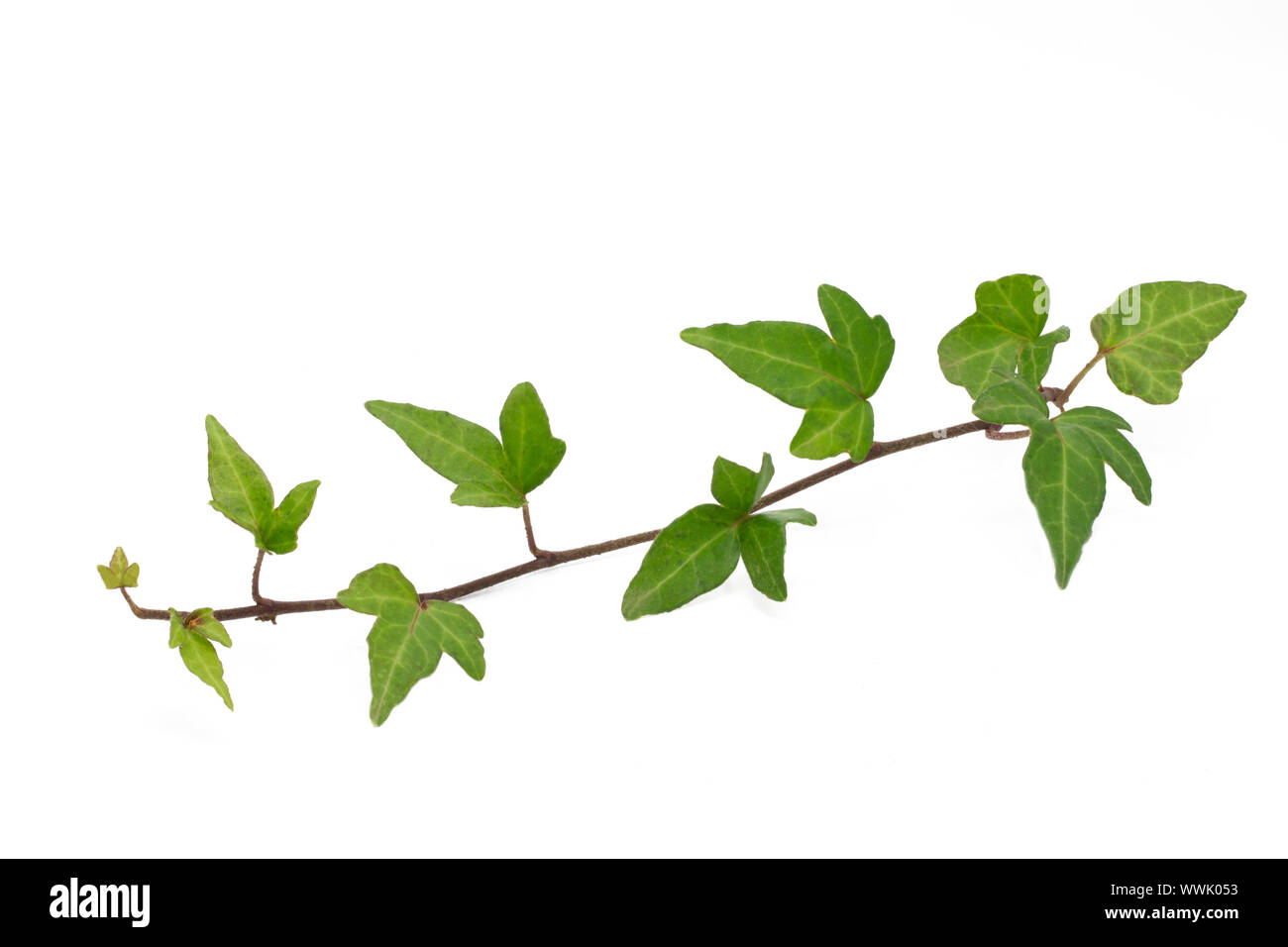 Ivy climbing up white Cut Out Stock Images & Pictures - Alamy