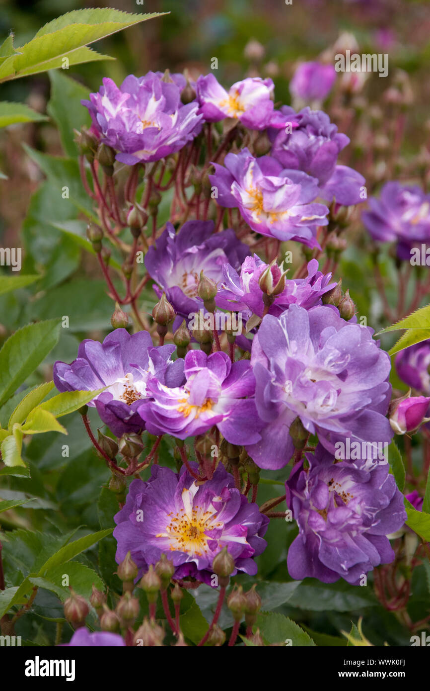 Rose portrait hi-res stock photography and images - Alamy
