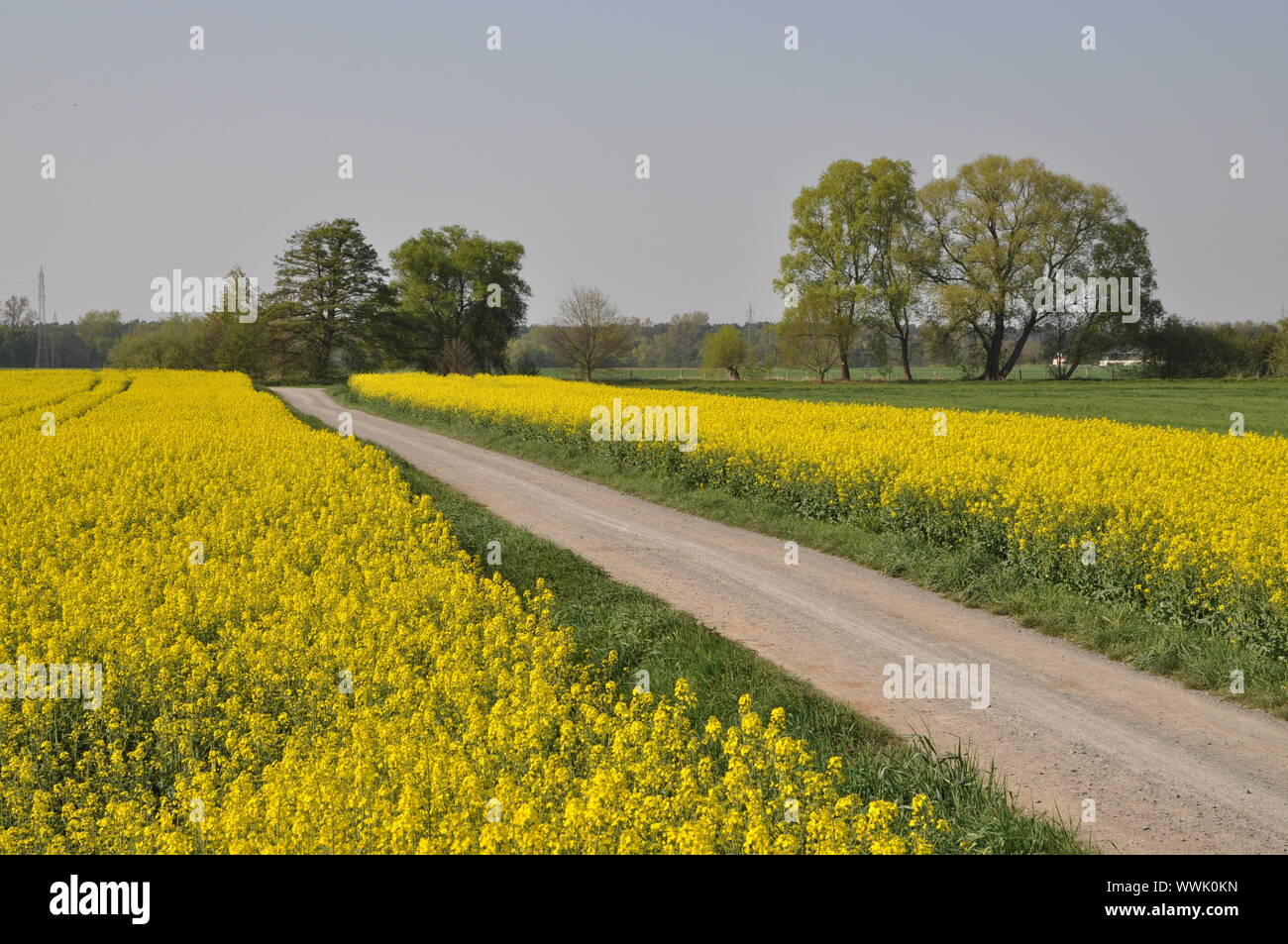 Field path between rape fields Stock Photo - Alamy