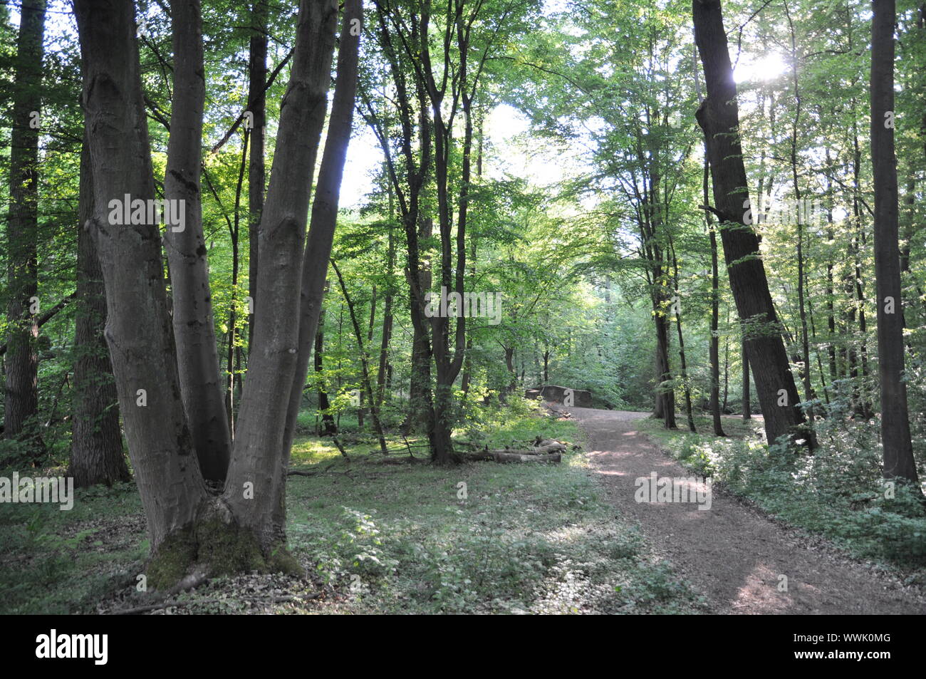 Forest trail in spring Stock Photo - Alamy