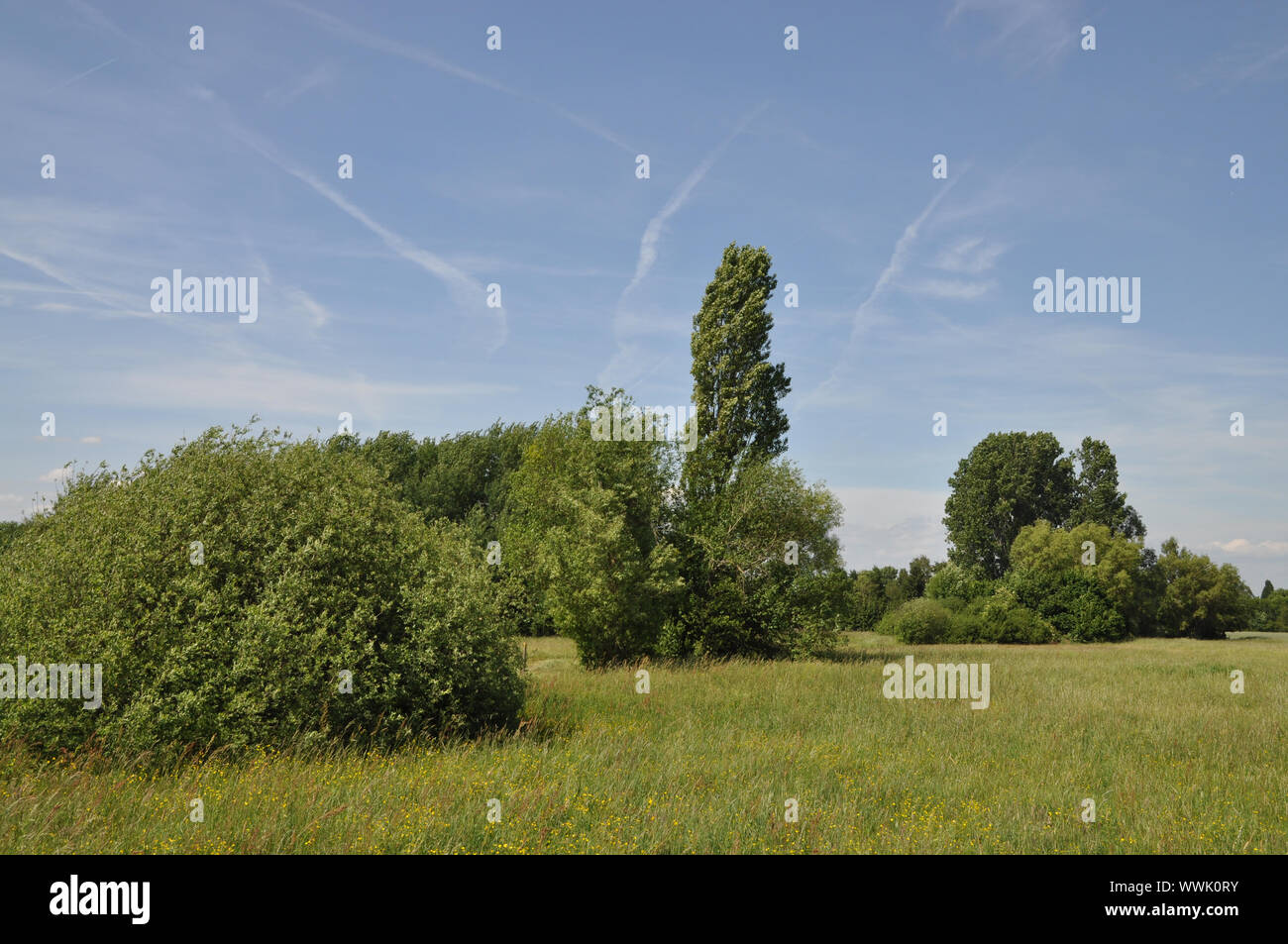 Fields with shrubs Stock Photo - Alamy