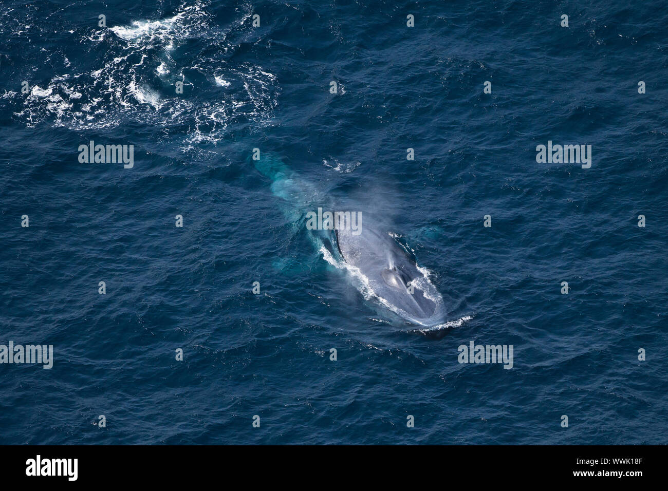 Gray Whale, Whale, Aerial View, Graywhale Stock Photo - Alamy