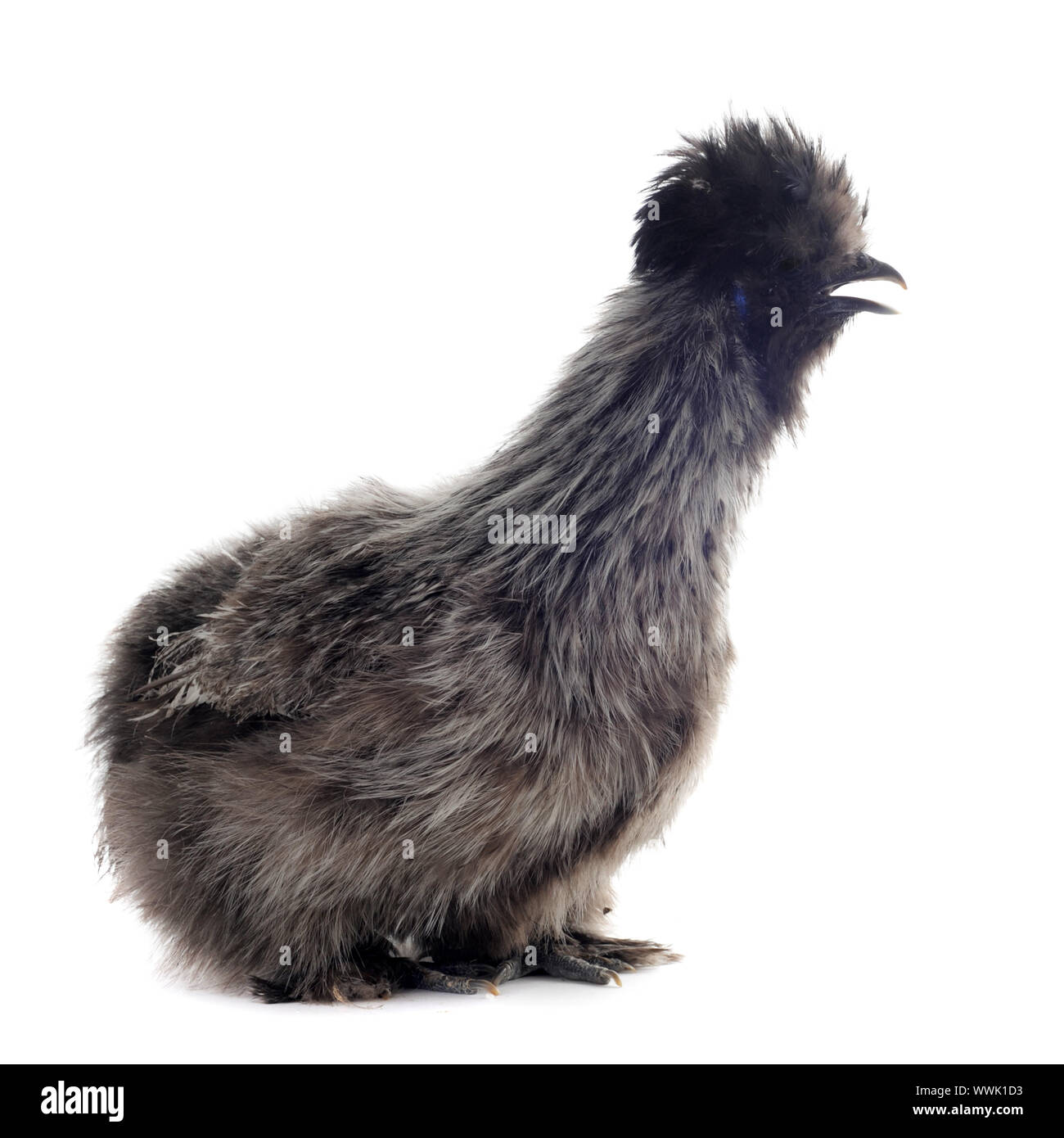 Young bantam Cut Out Stock Images & Pictures - Alamy