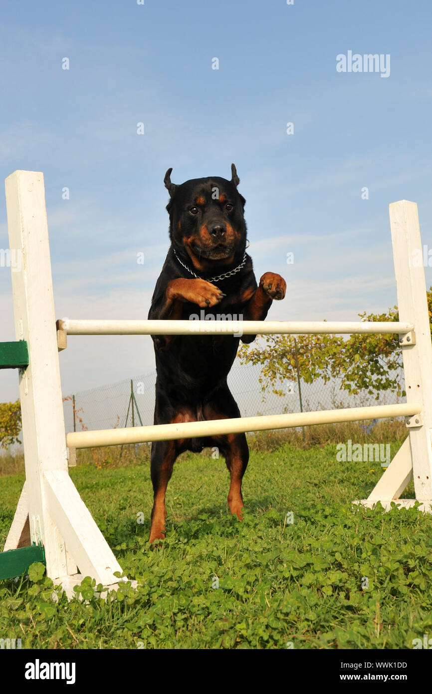 purebred rottweiler jumping in a training of agility Stock Photo - Alamy