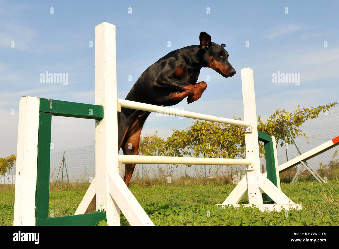 purebred doberman jumping in a training of agility Stock Photo - Alamy