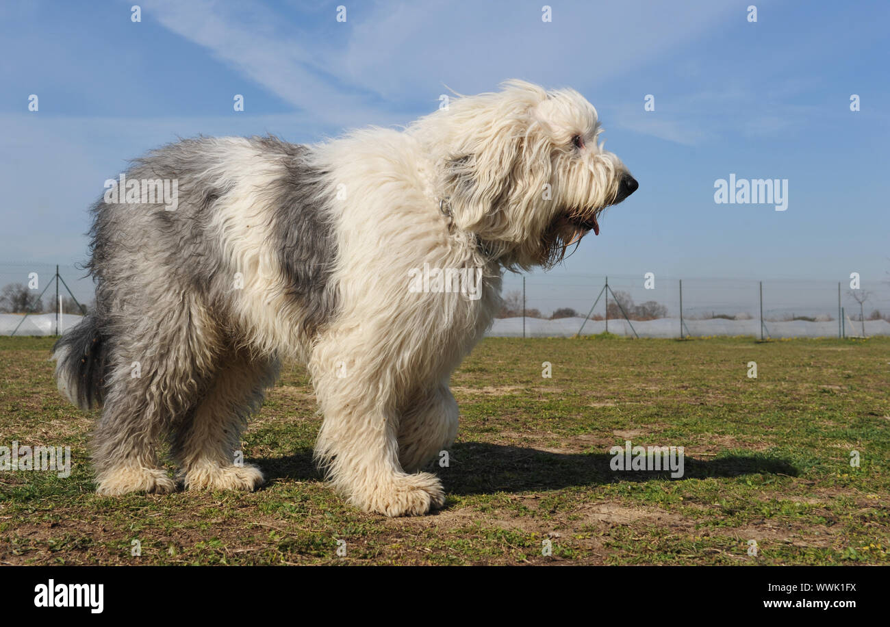 purebred Old English Sheepdog upright in a garden Stock Photo - Alamy