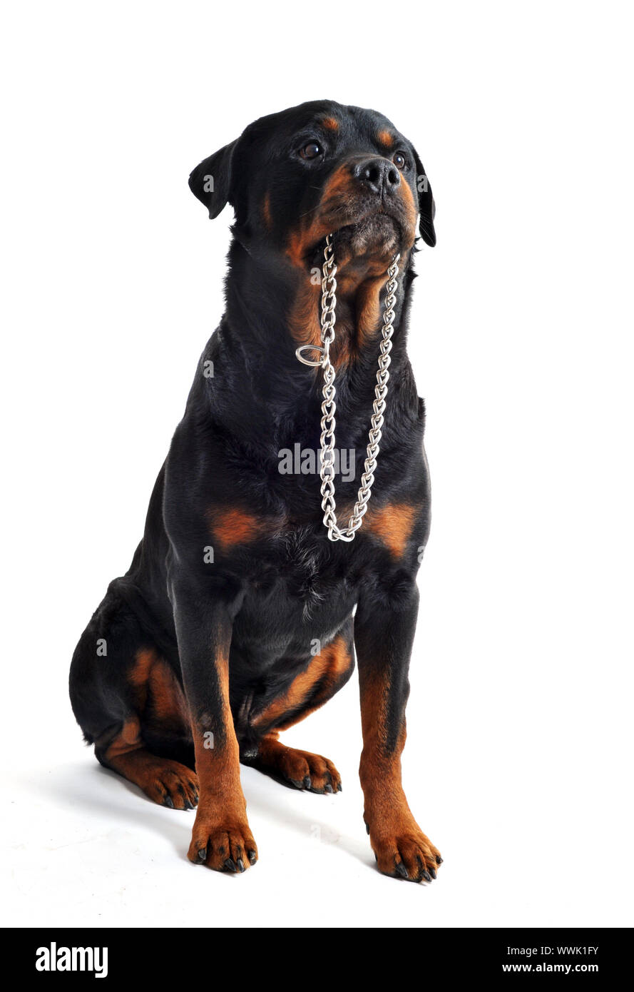 purebred rottweiler carrying his collar on a white background Stock ...