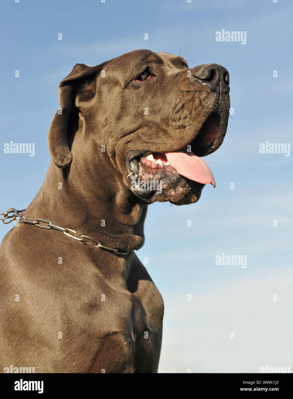 portrait of a beautiful blue great dane Stock Photo - Alamy
