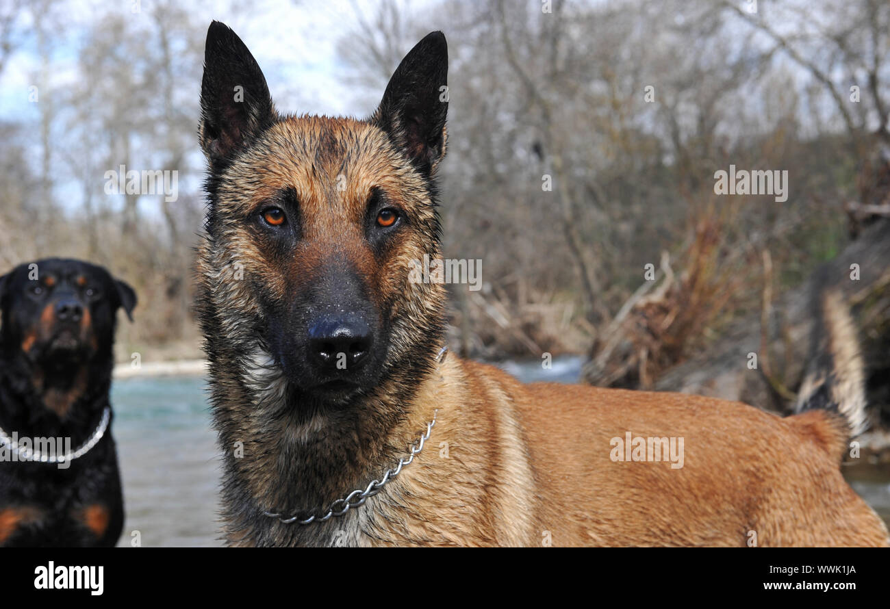 portrait of a purebred belgian sheepdog malinois in the river ...