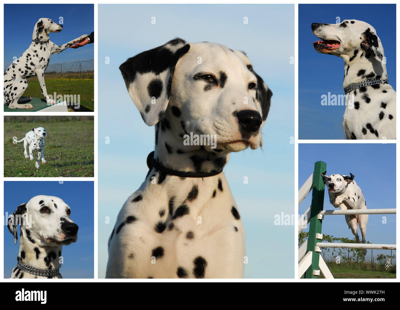 composite picture with purebred dogs and puppies dalmatians Stock Photo ...