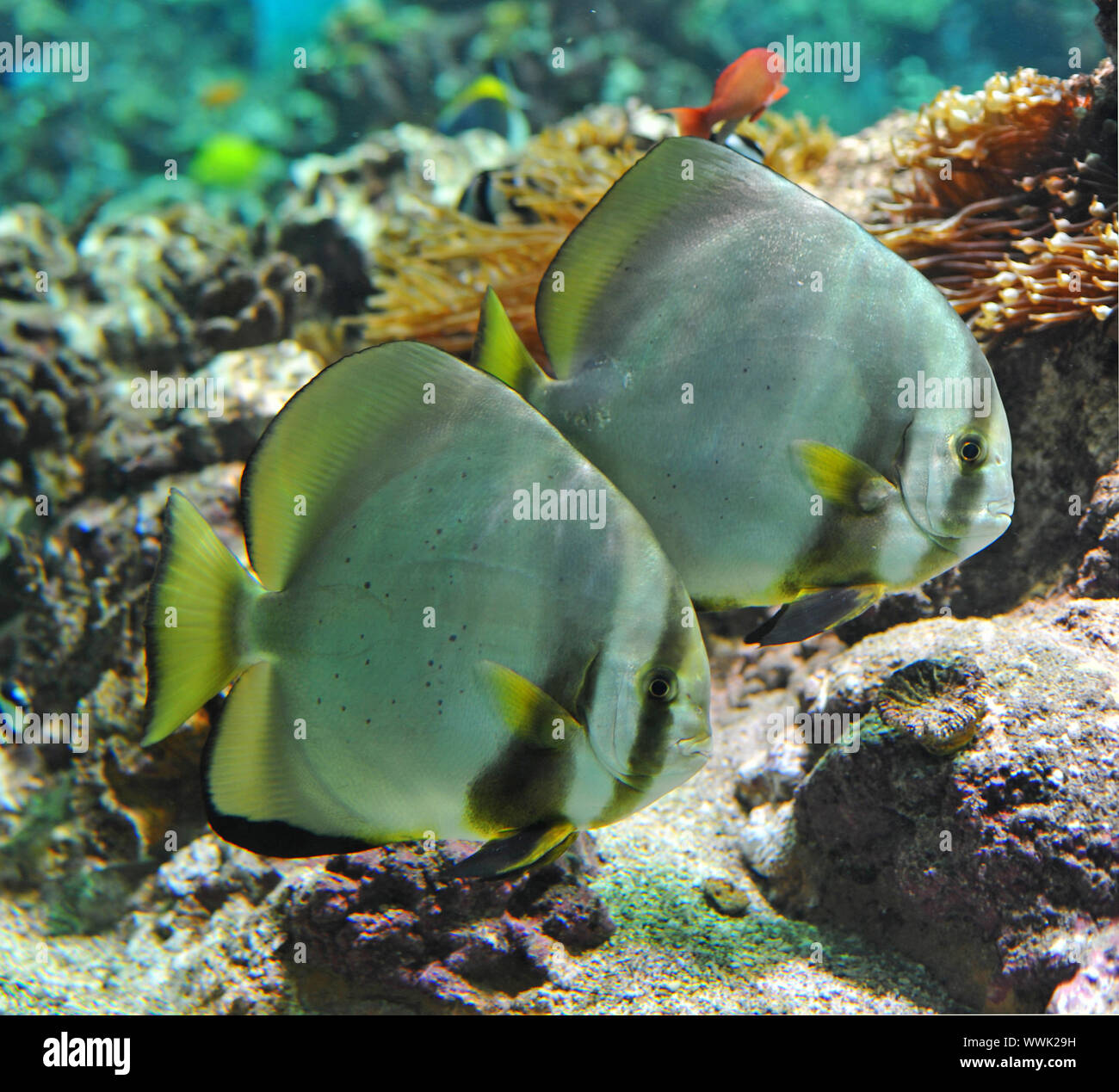 two circular batfishes (platax orbicularis) in a big tropical aquarium ...