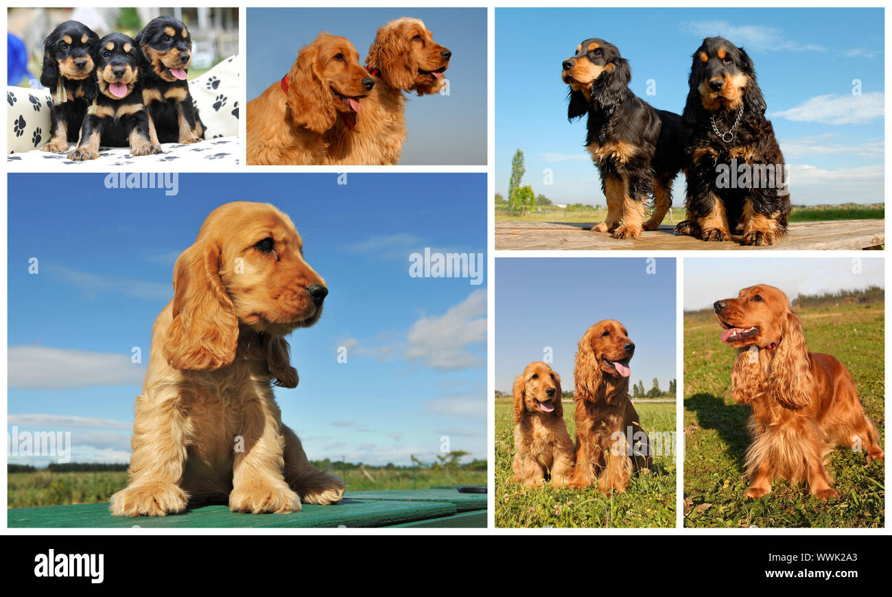 composite picture with purebred dogs and puppies cocker spaniel Stock ...