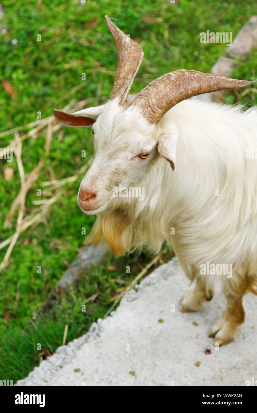 Goat on grasses Stock Photo - Alamy
