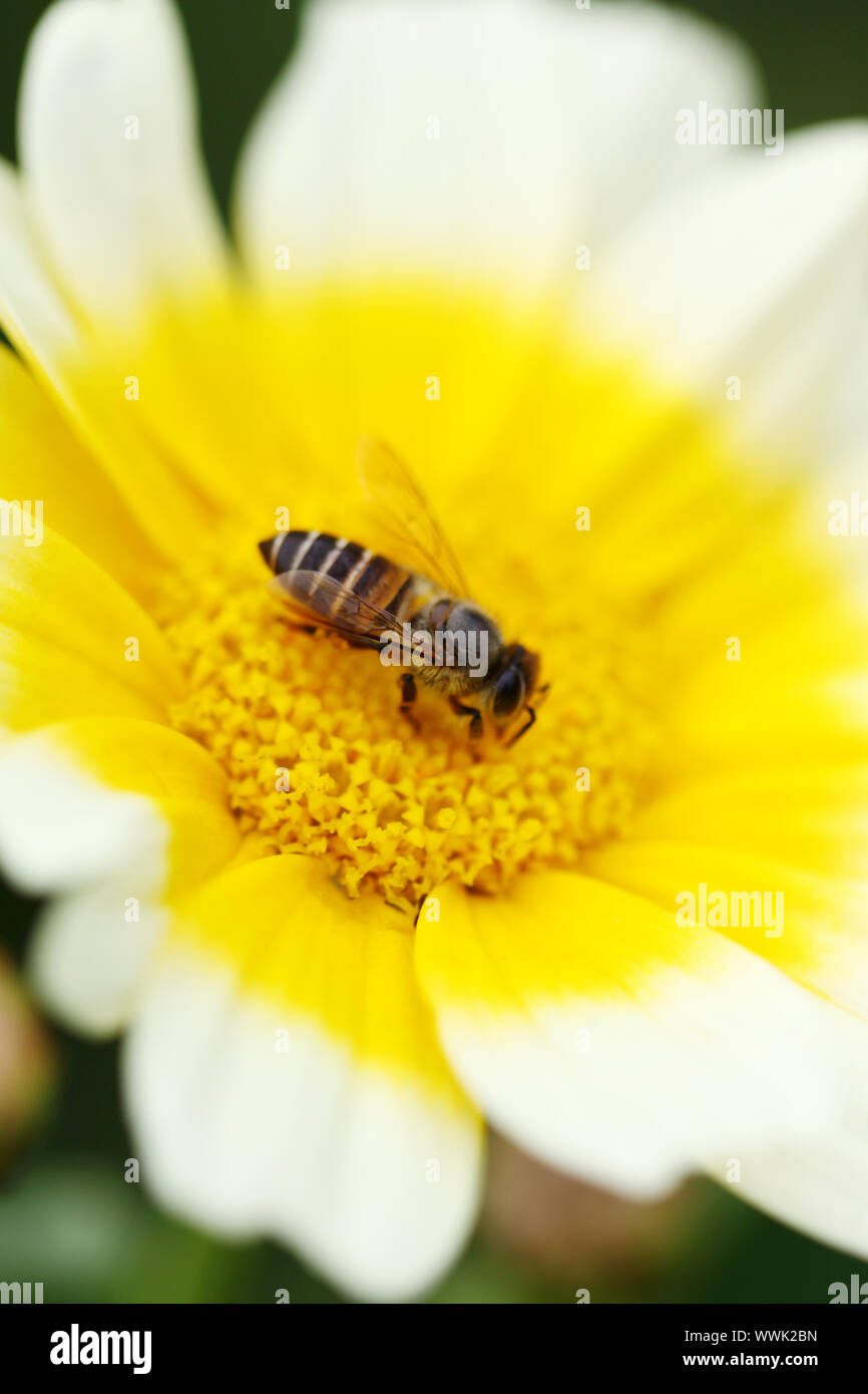 White flower with bee Stock Photo - Alamy