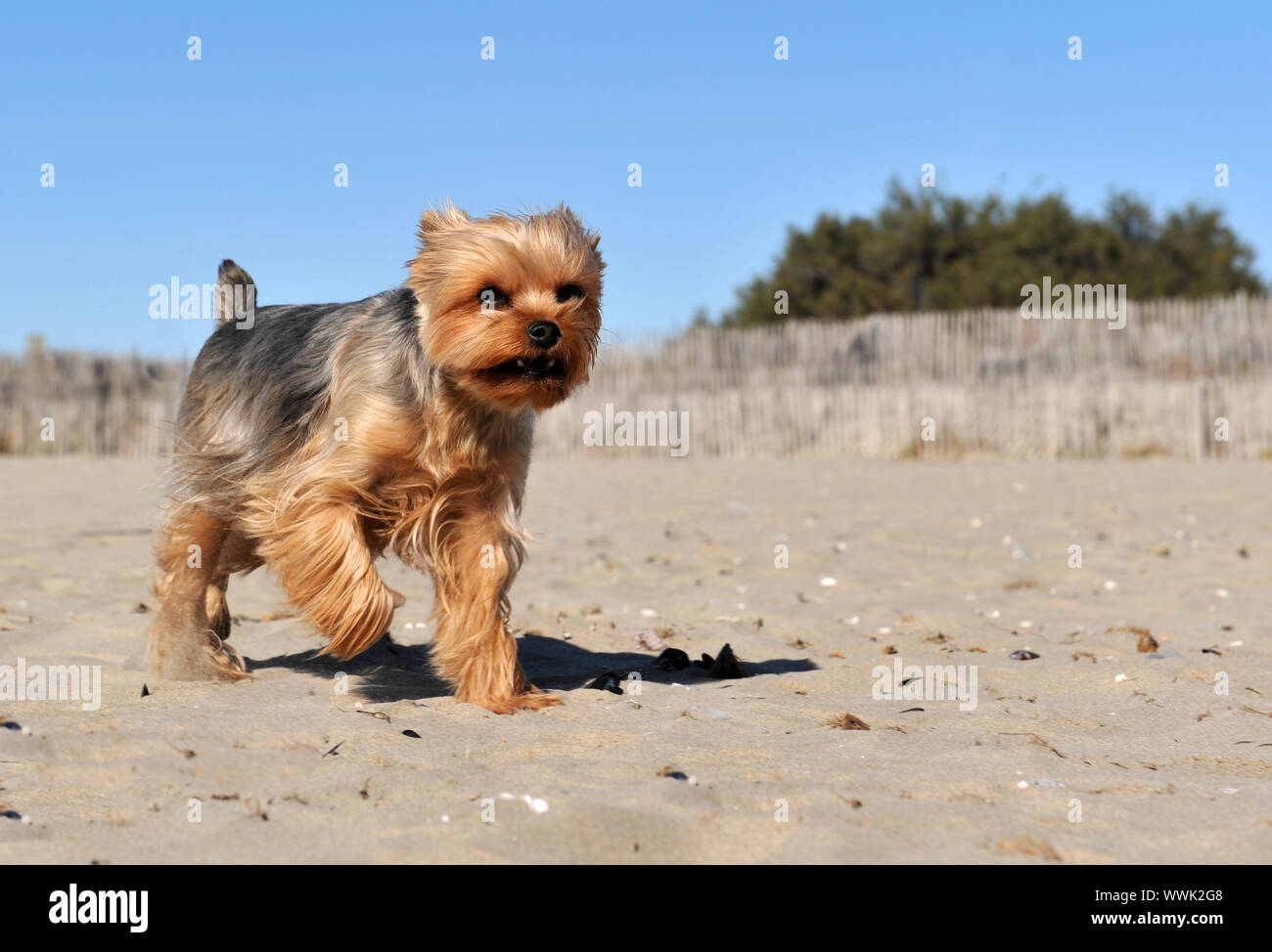 running purebred yorkshire terrier on a beach Stock Photo - Alamy