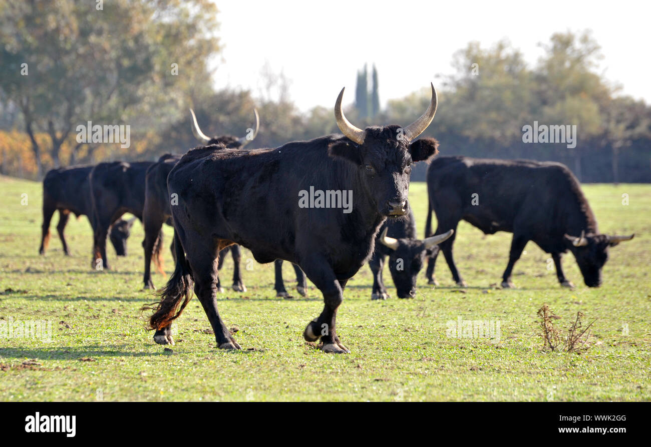 Cow farm camargue hi-res stock photography and images - Alamy