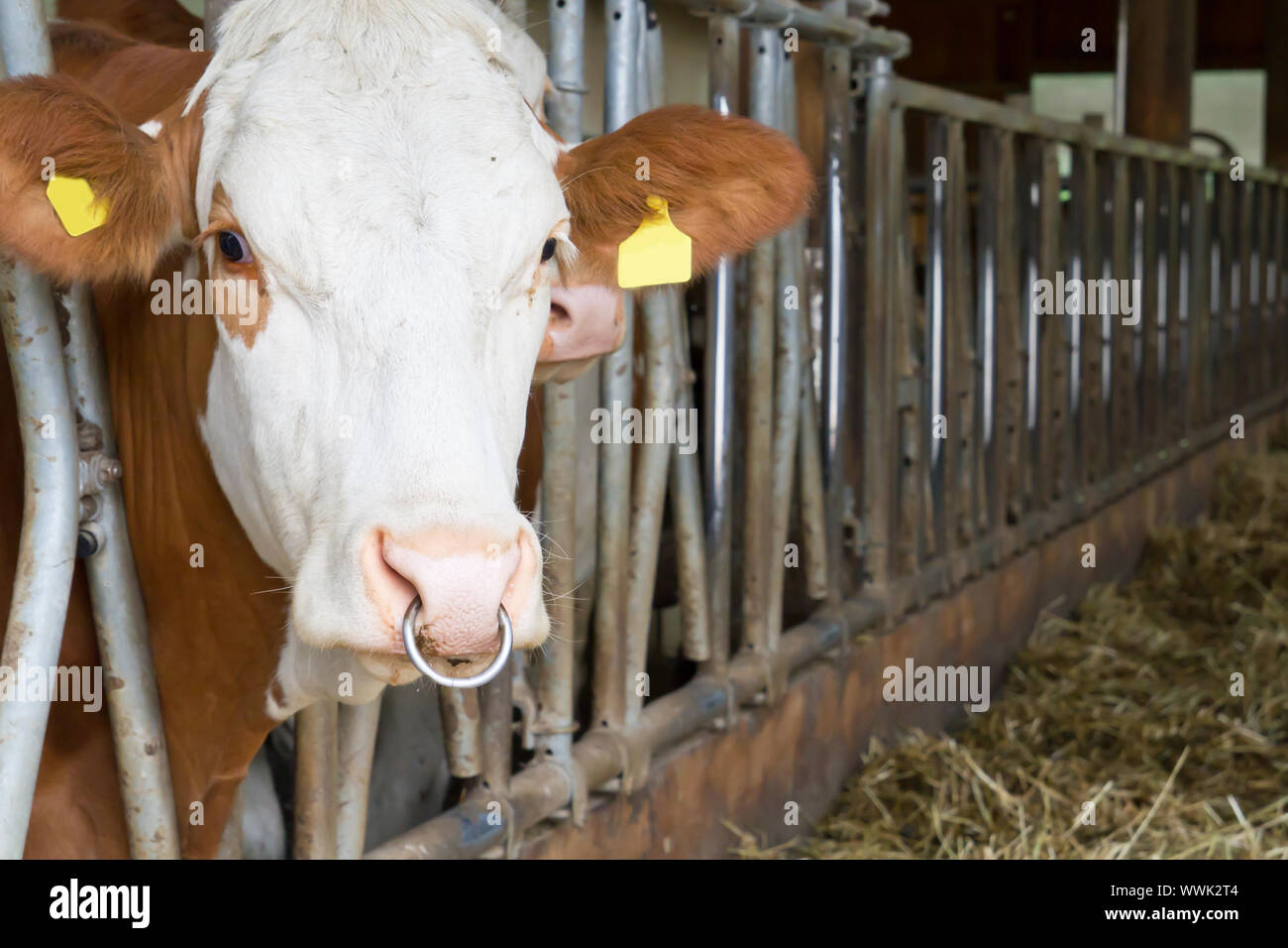 Cow in stable Stock Photo - Alamy