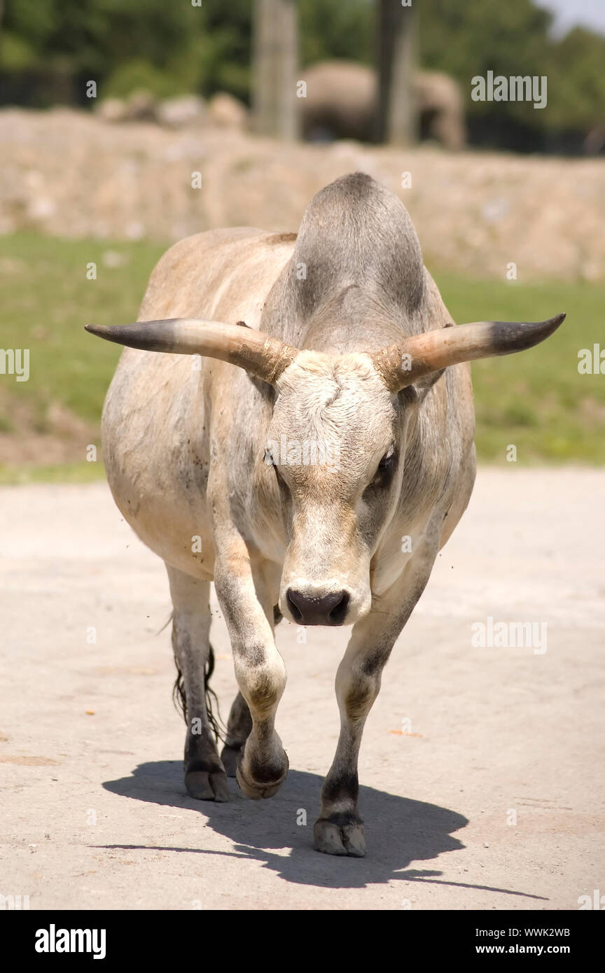 Close-up view of a zebu in the zoo Stock Photo - Alamy