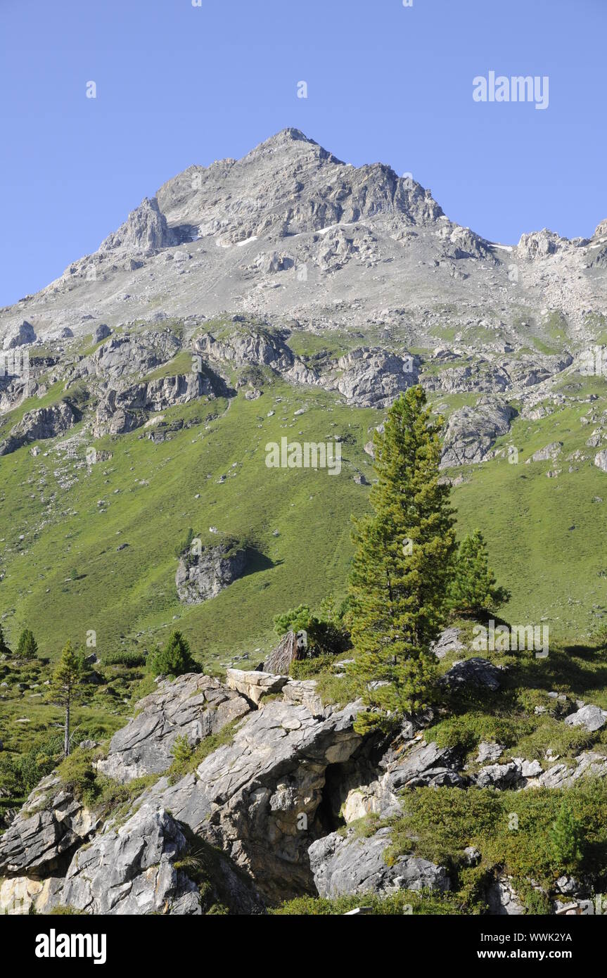 Tree in the mountains Stock Photo - Alamy