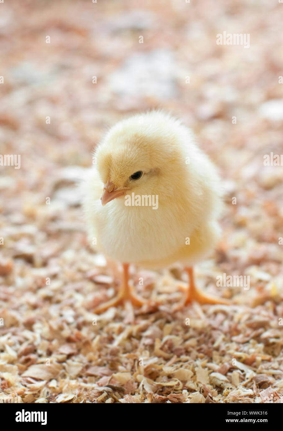A single chick standing in barnyard Stock Photo - Alamy