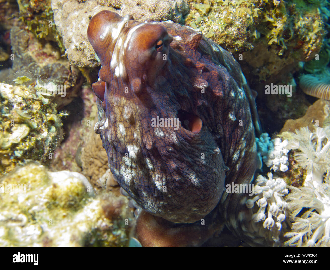 Octopus colorful hi-res stock photography and images - Alamy