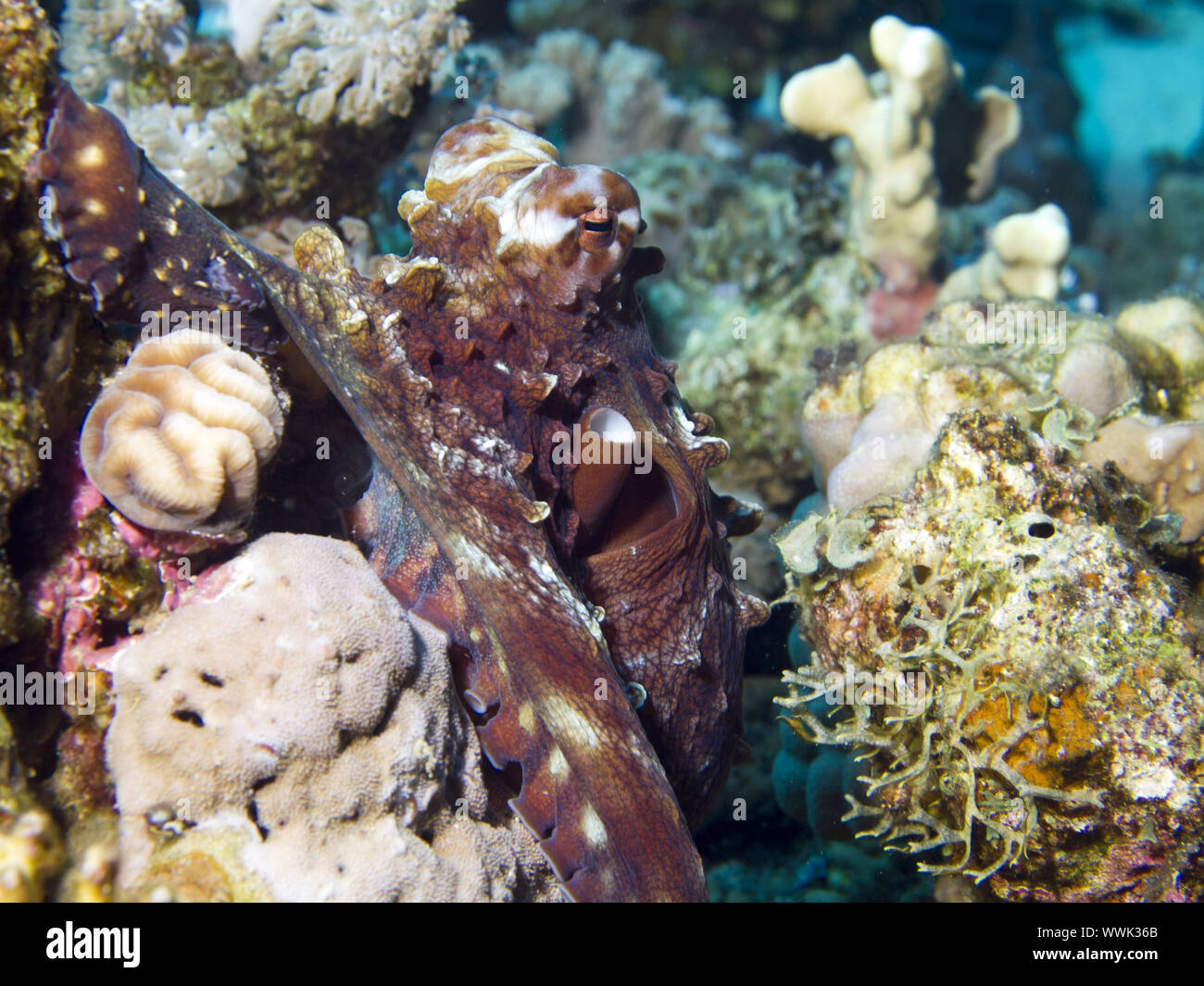 Octopus colorful hi-res stock photography and images - Alamy