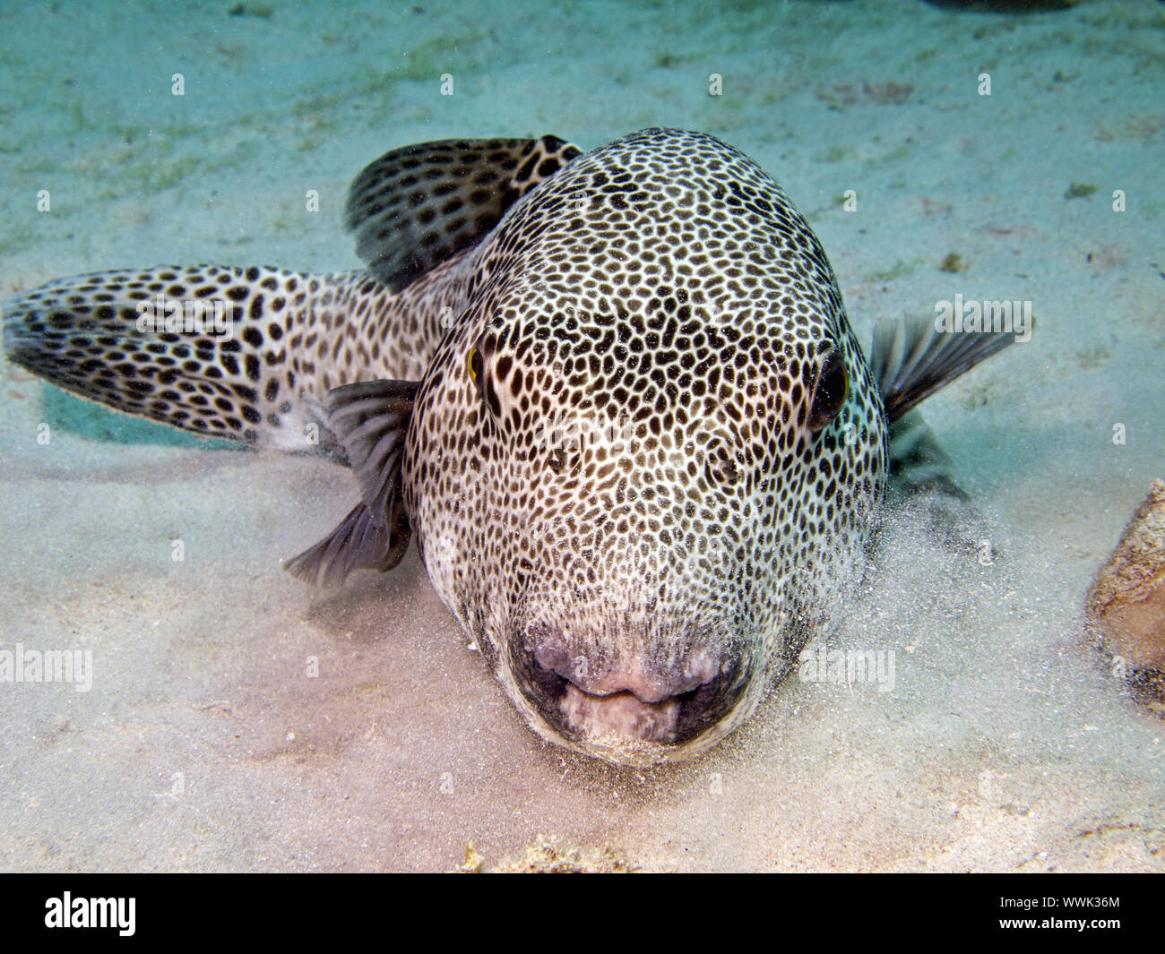 Toadfish hi-res stock photography and images - Alamy