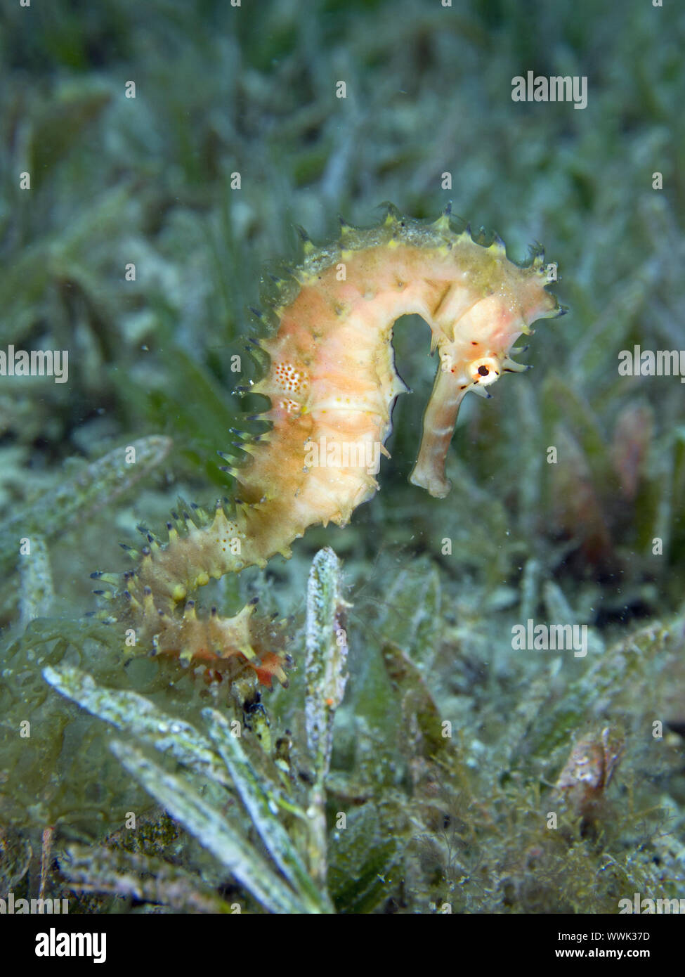 Red sea seahorse hi-res stock photography and images - Alamy