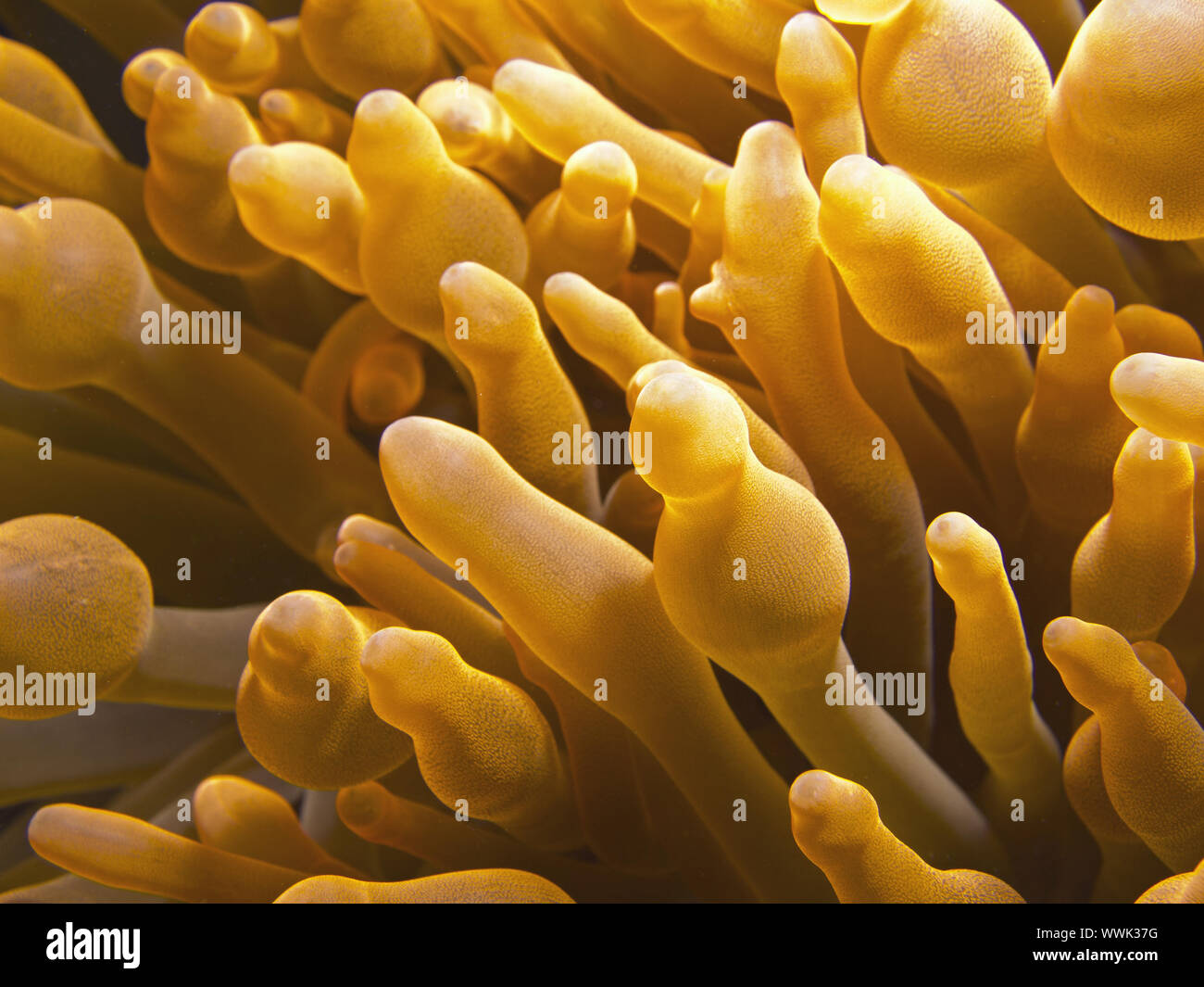 Colorful sea anemone hi-res stock photography and images - Alamy