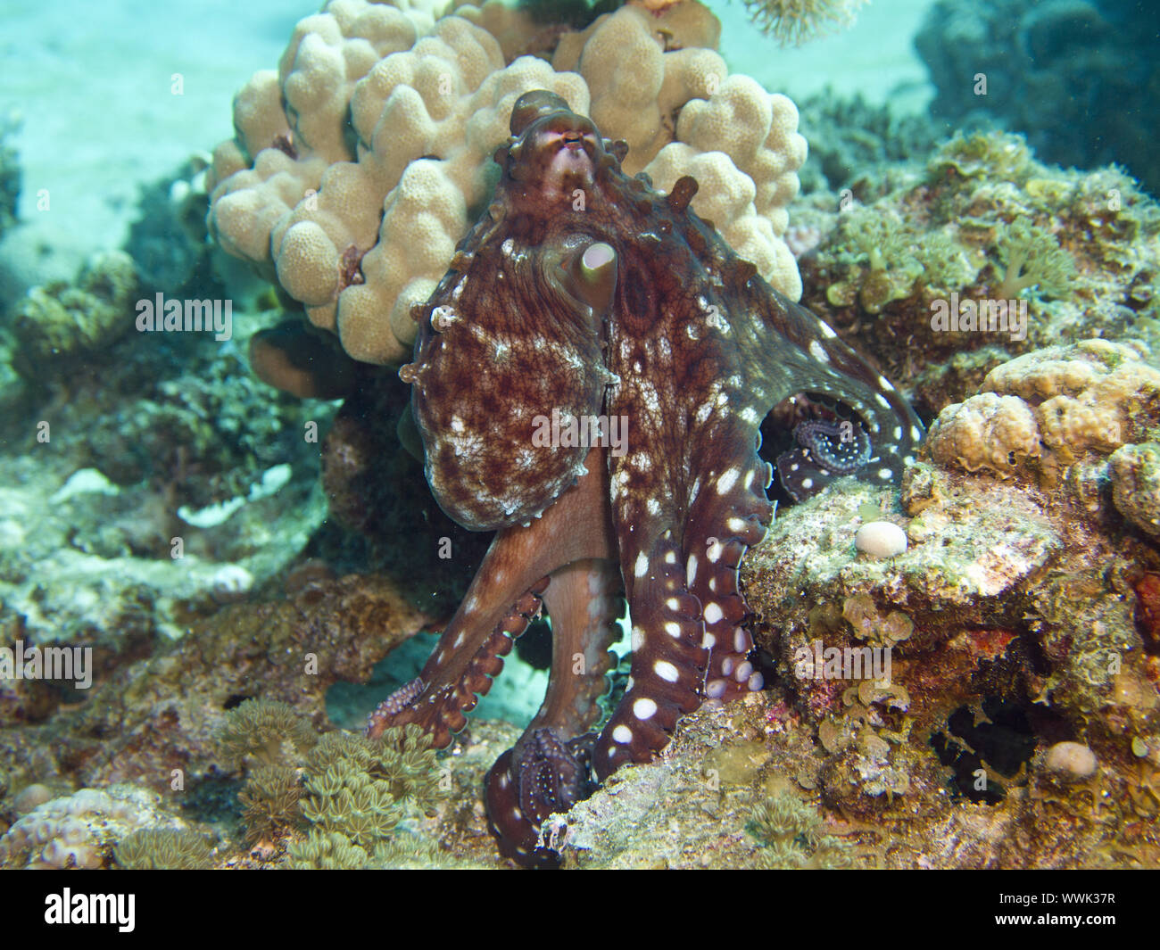 World animals hi-res stock photography and images - Alamy