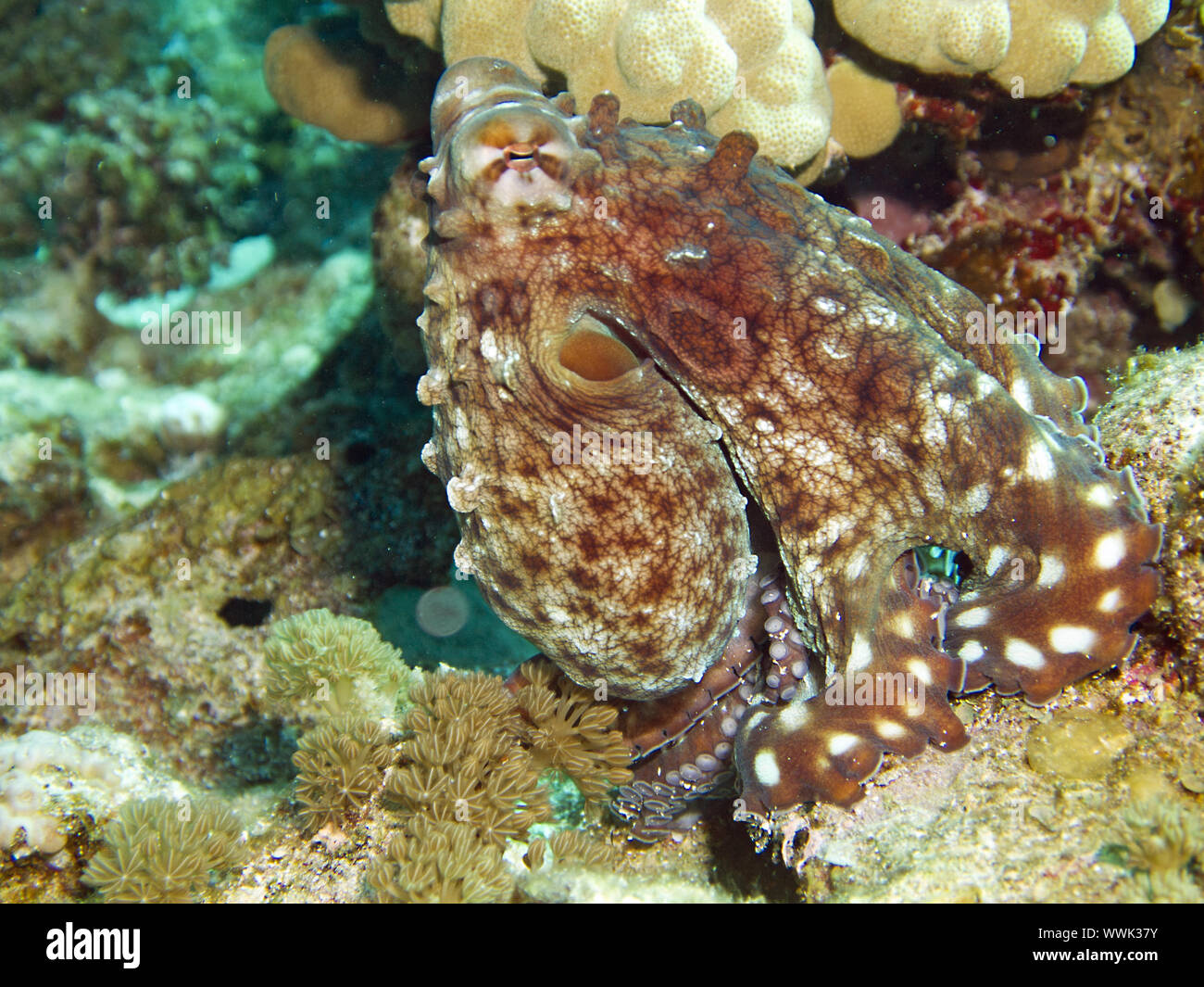 Octopus vulgaris underwater hi-res stock photography and images - Alamy