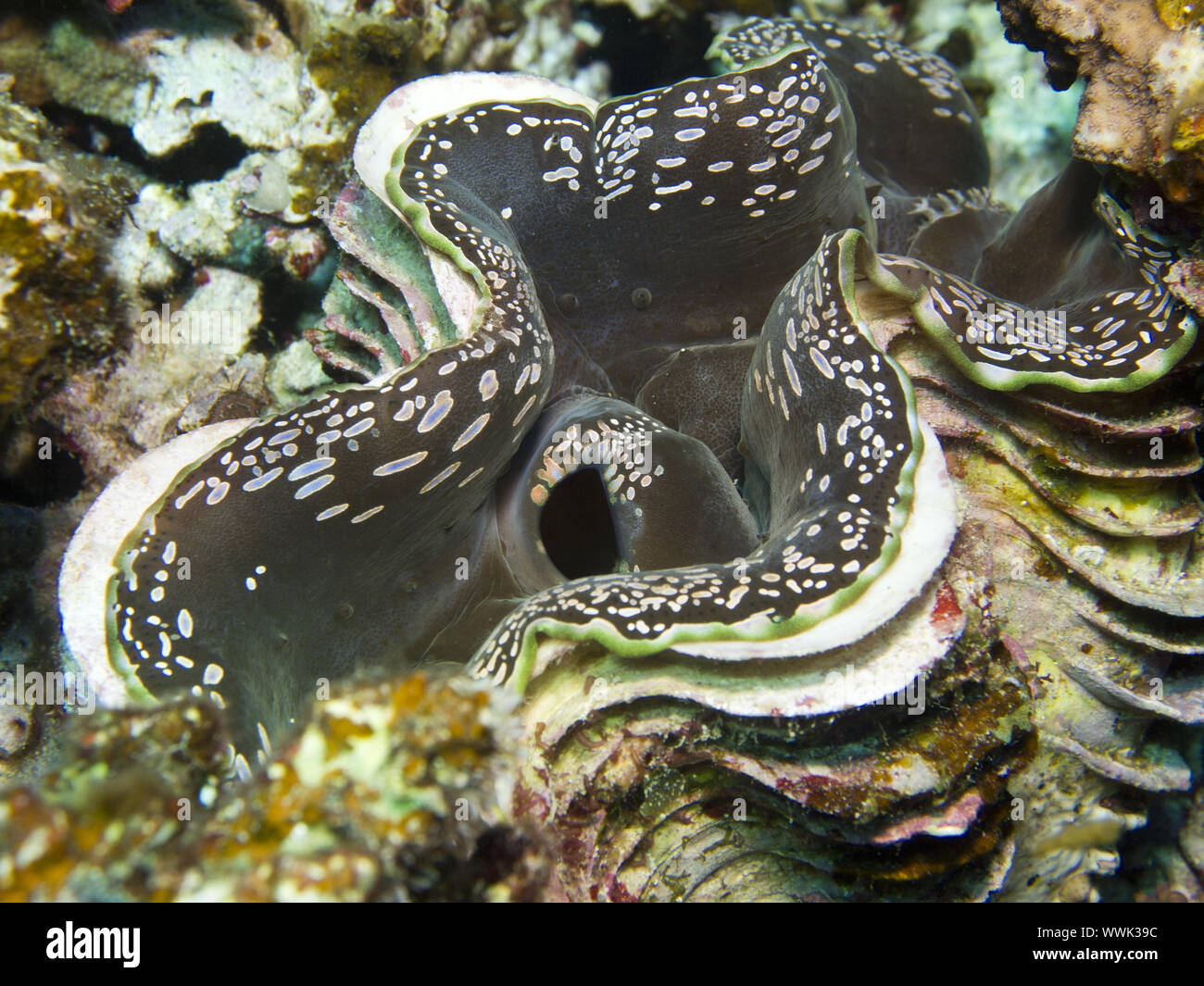 Tridacna gigas red sea hi-res stock photography and images - Alamy