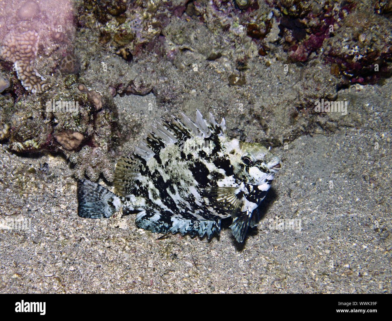 Rabbitfish hi-res stock photography and images - Alamy