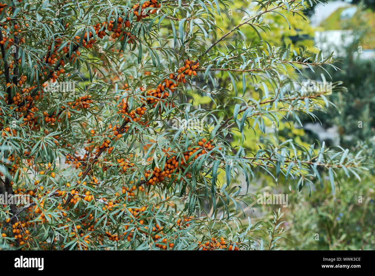 Sea buckthorn jn the green bush in the public park or garden Stock ...