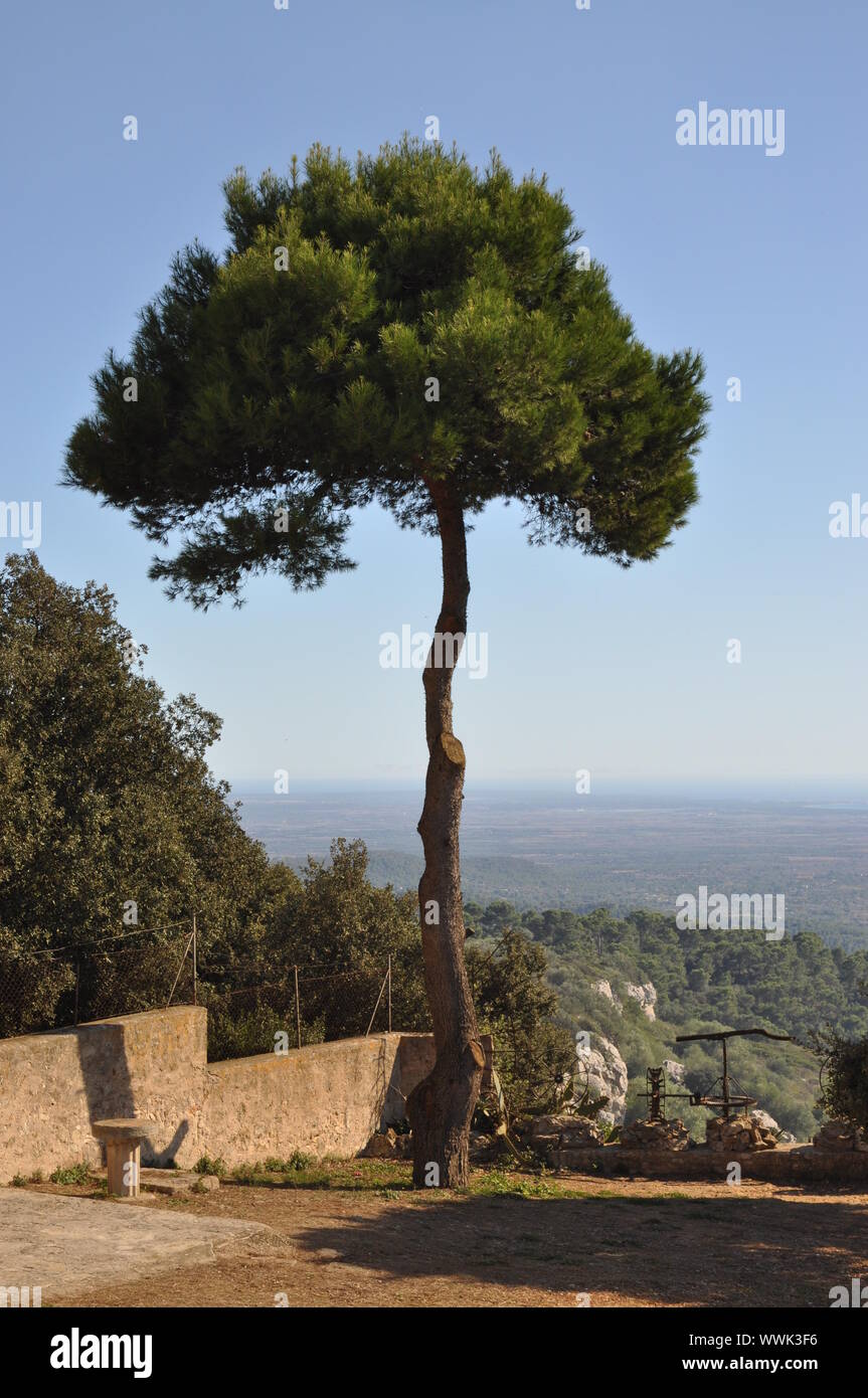 Tree on Mallorca Stock Photo - Alamy
