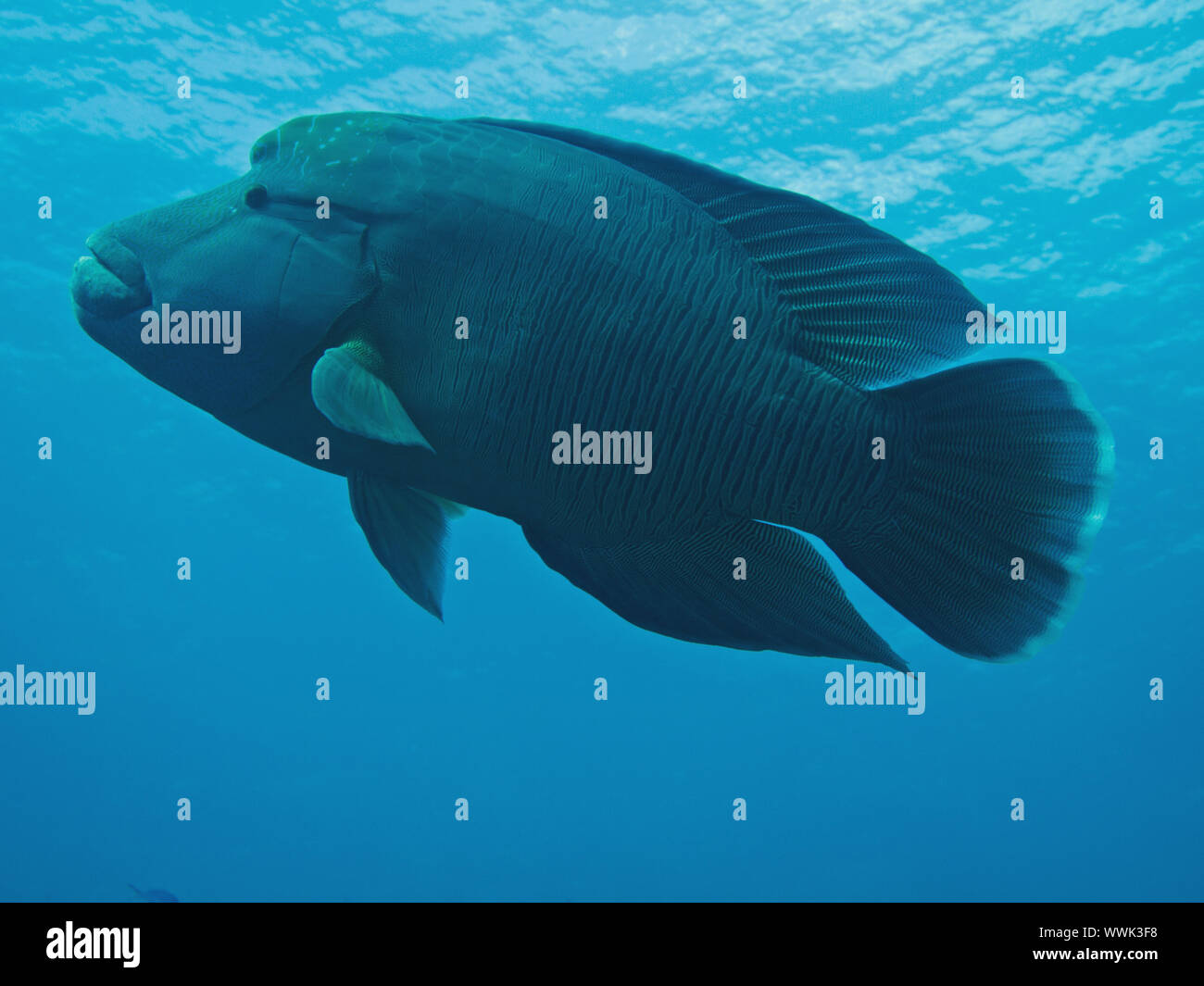 humphead wrasse (Cheilinus undulatus Stock Photo - Alamy