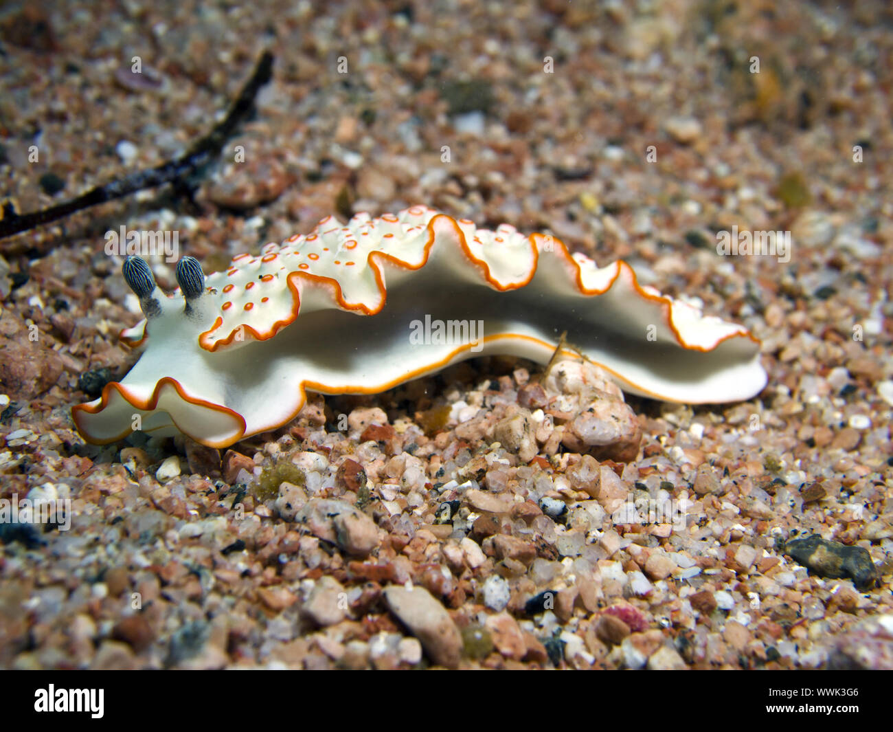 Red sea slug hi-res stock photography and images - Alamy