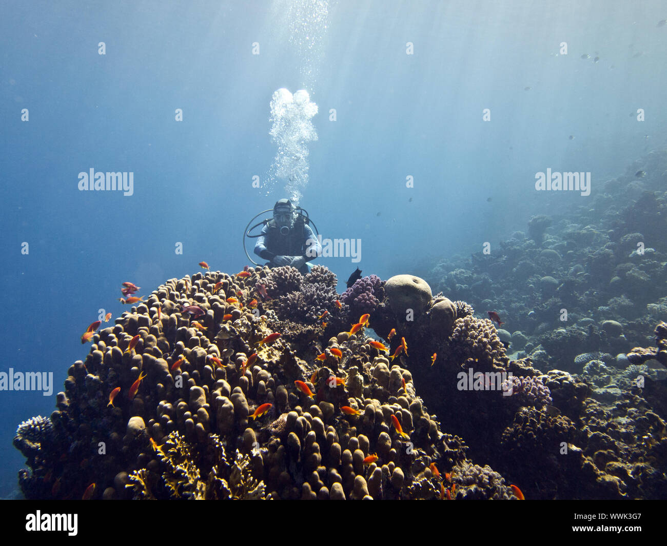 coral stock with scuba diver Stock Photo - Alamy