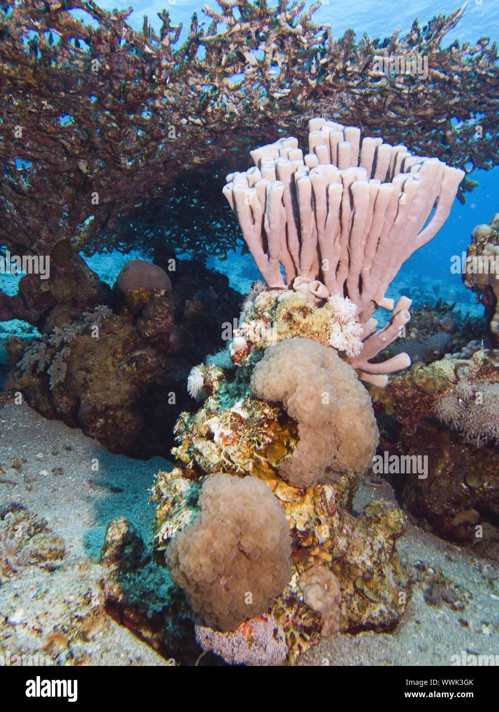 Large tube sponge hi-res stock photography and images - Alamy