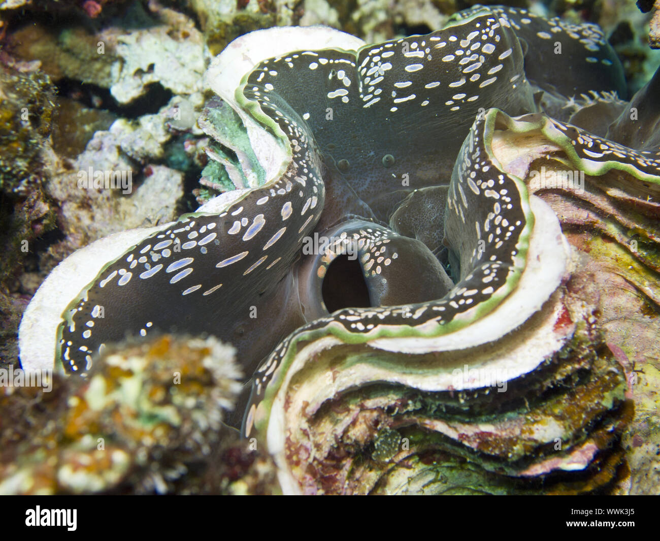 Close up giant sea clam hi-res stock photography and images - Alamy