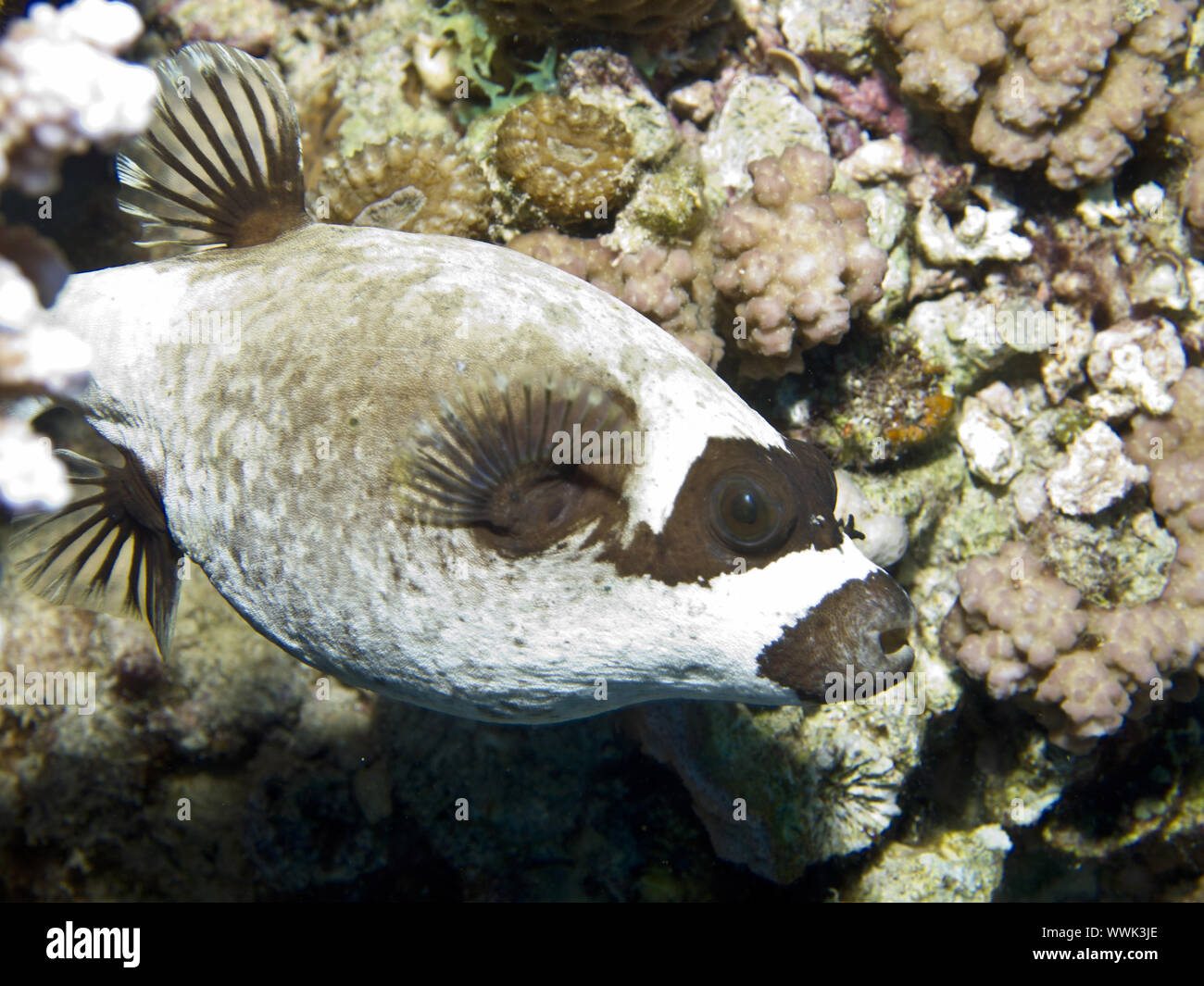 Masked pufferfish hi-res stock photography and images - Alamy