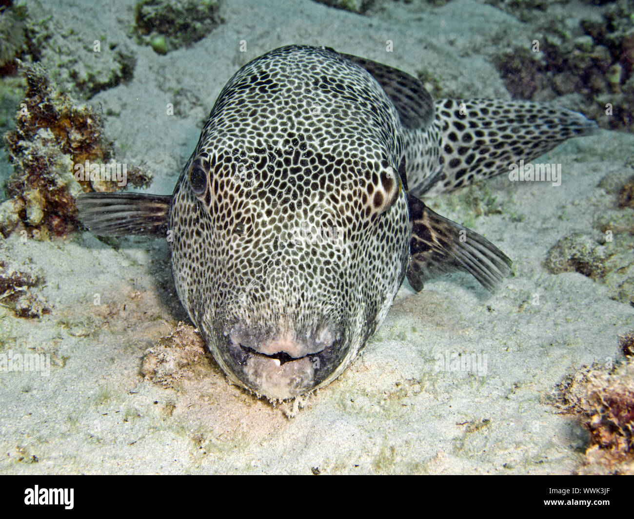 Toadfish hi-res stock photography and images - Alamy