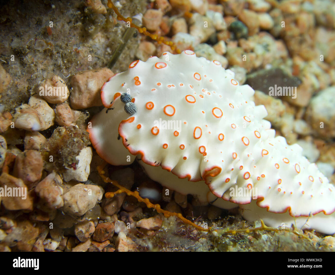 Red sea sea slug hi-res stock photography and images - Alamy