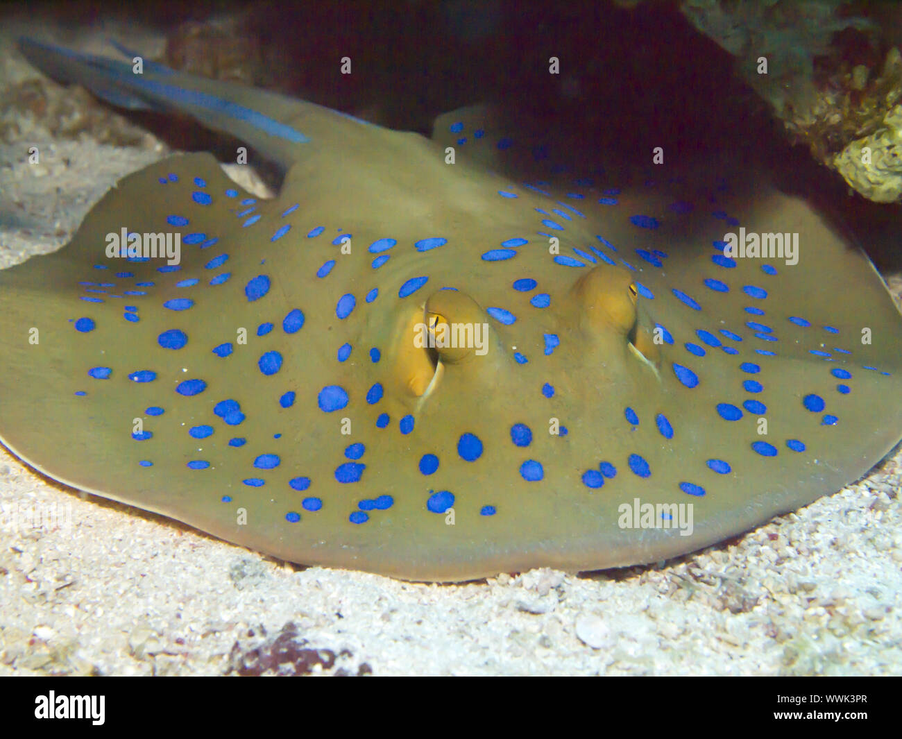 Stingray underwater hi-res stock photography and images - Alamy